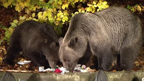 Brown bear at garbage | Stock Video | Pond5