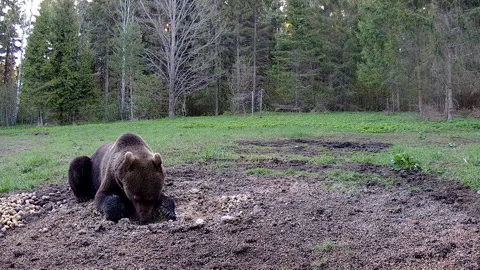 A brown bear lying on the ground digging... | Stock Video | Pond5