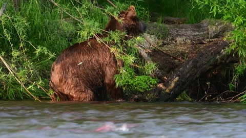 Chasing Summer Streaming Stock Videos – Royalty-Free HD & 4K Videos