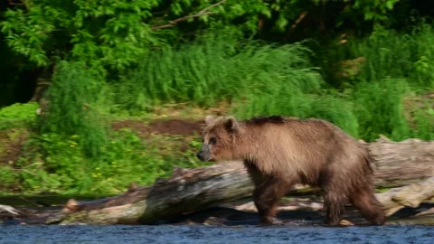 Chasing Summer Streaming Stock Videos – Royalty-Free HD & 4K Videos