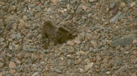 Brown Bear Scales Mountainside | Stock Video | Pond5