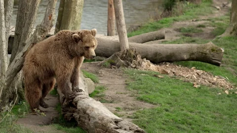 Brown bear scratching its back against a... | Stock Video | Pond5