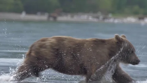Brown bear trying to catch a fish | Stock Video | Pond5
