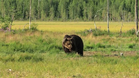 I Muc Stock Videos – Royalty-Free HD & 4K Videos | Pond5