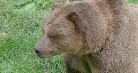 Brown bear very close up head and torso ... | Stock Video | Pond5