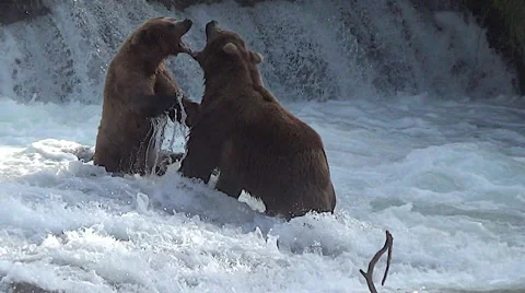 Bears Mating Stock Videos – Royalty-Free HD & 4K Videos