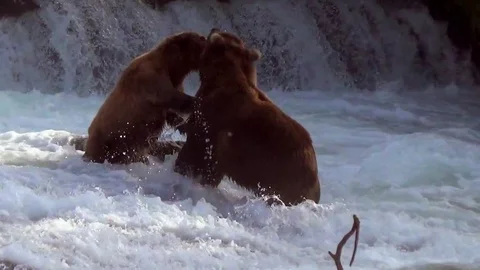 Bears Mating Stock Videos – Royalty-Free HD & 4K Videos