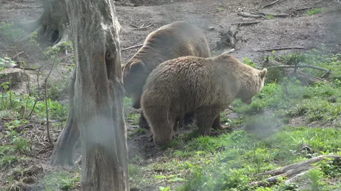 Bears Mating Stock Videos – Royalty-Free HD & 4K Videos