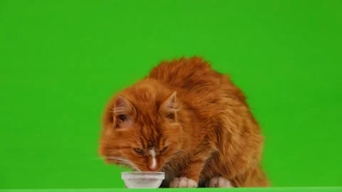 Drinking Green Screen Stock Video Footage | Royalty Free Drinking Green ...