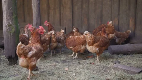 Poultry Layers Stock Video Footage | Royalty Free Poultry Layers Videos ...