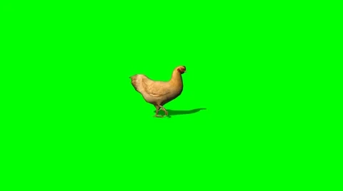 Chicken Green Screen Stock Videos – Royalty-Free HD & 4K Videos | Pond5