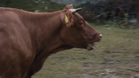 Lick The Tongue Stock Videos – Royalty-Free HD & 4K Videos | Pond5