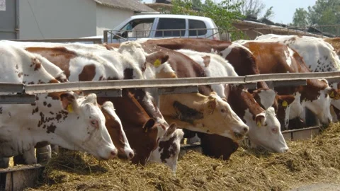 Brown cows in row line eating silage and... | Stock Video | Pond5