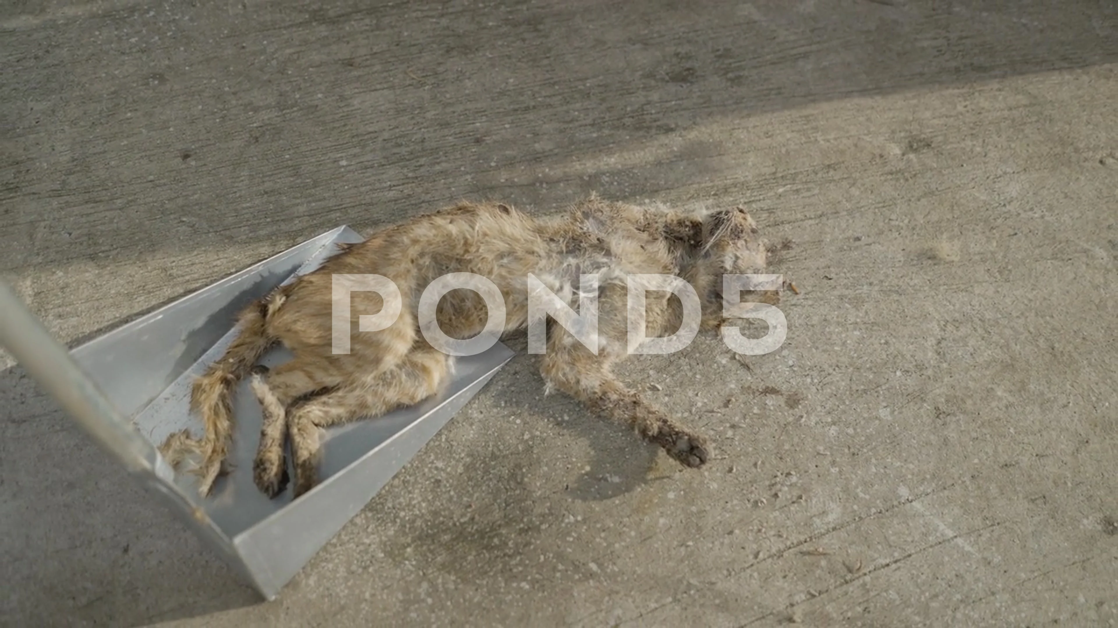 Dead Cat On Road