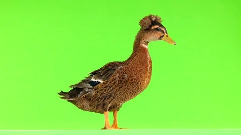 Duck Quack Stock Footage ~ Royalty Free Stock Videos | Pond5