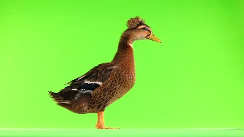 brown duck quack on a green screen | Stock Video | Pond5
