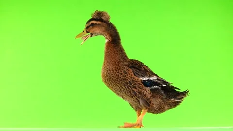 Duck Quack Stock Videos – Royalty-Free HD & 4K Videos | Pond5