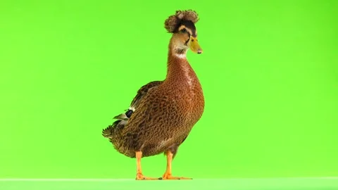 Duck Quack Stock Videos – Royalty-Free HD & 4K Videos | Pond5