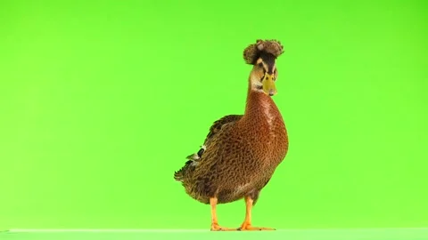 brown duck quack on a green screen | Stock Video | Pond5
