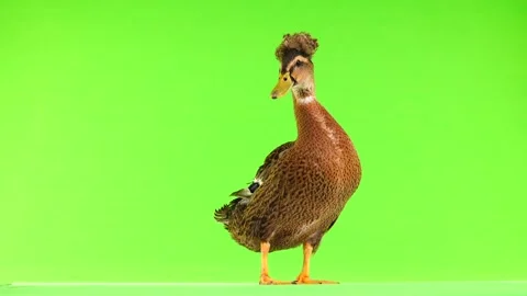 Duck Quack Stock Footage ~ Royalty Free Stock Videos | Pond5