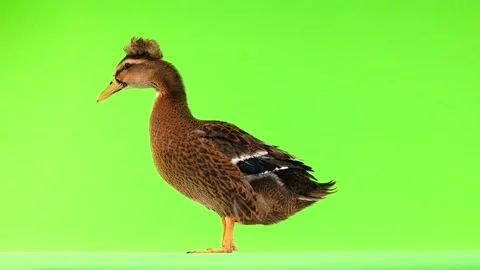 Quack Stock Video Footage | Royalty Free Quack Videos | Pond5