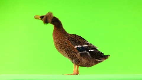 Quack Stock Videos – Royalty-Free HD & 4K Videos