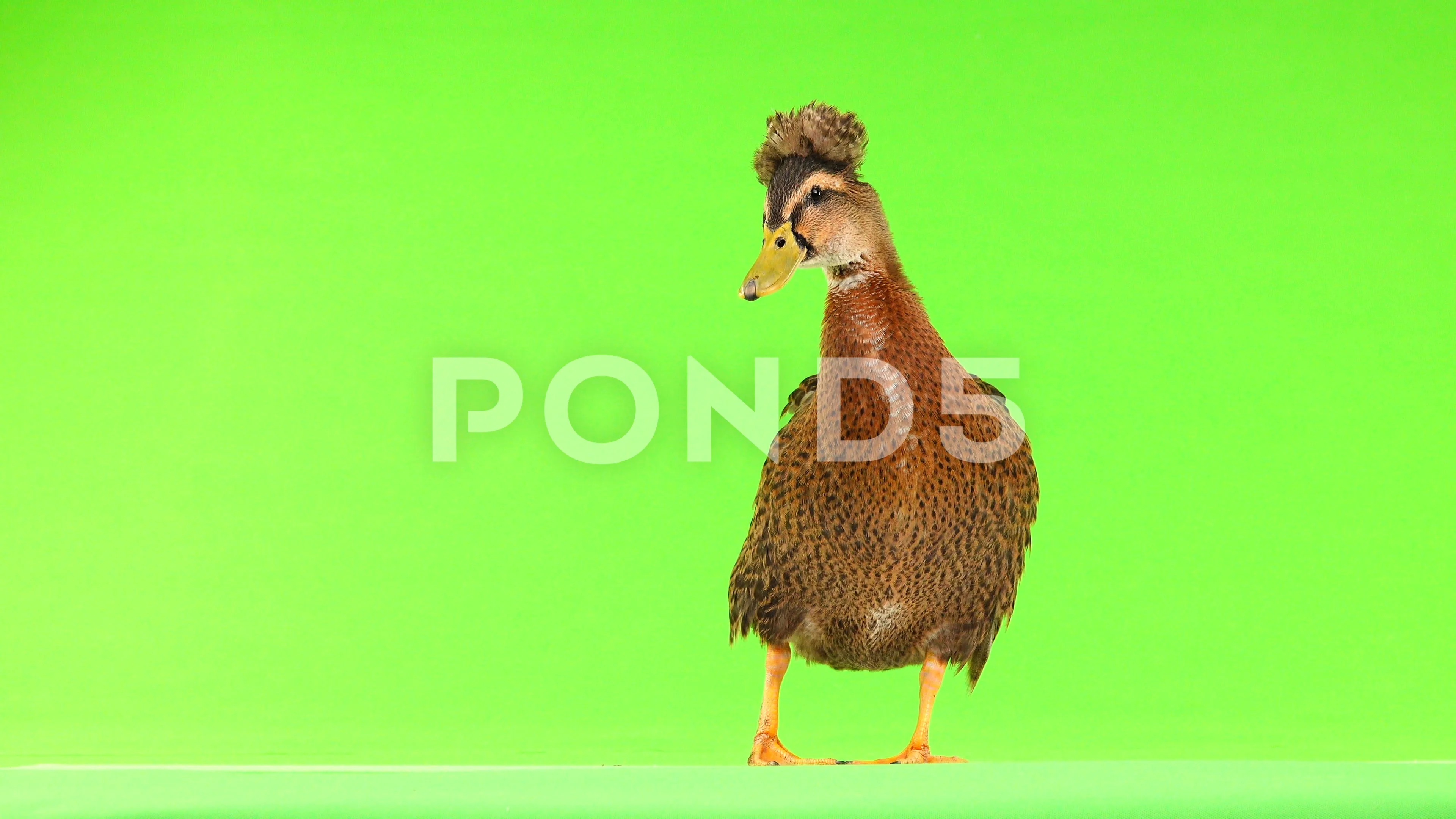 Mallard Duck Quacking