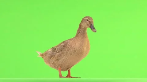Duck Green Screen Stock Videos – Royalty-Free HD & 4K Videos