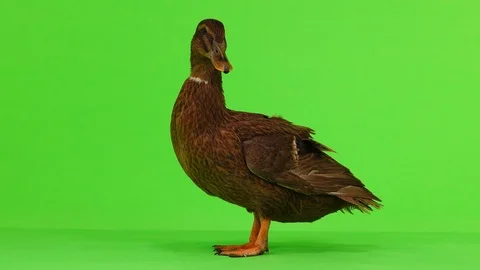 brown duck walks on green screen | Stock Video | Pond5