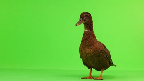 brown duck walks on green screen | Stock Video | Pond5