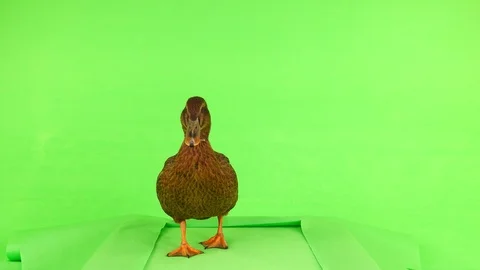 brown duck walks on a treadmill on a gre... | Stock Video | Pond5