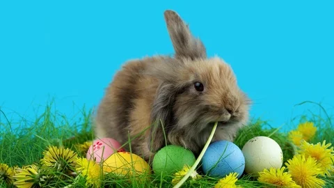 Brown Easter bunny eating a dandelion, s... | Stock Video | Pond5