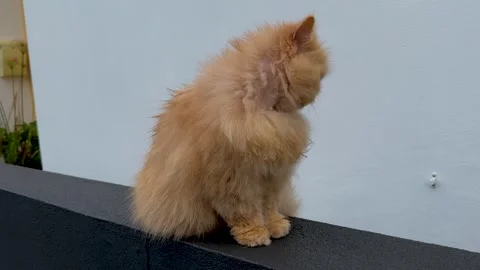 Brown Fluffy Fat Grumpy cat wild eyes si... | Stock Video | Pond5