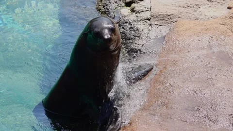 Sound Seal Stock Footage ~ Royalty Free Stock Videos | Pond5