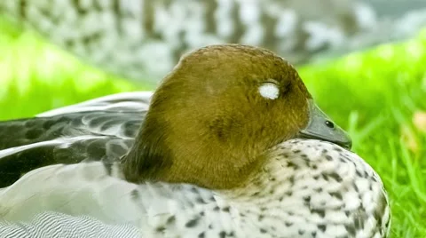 Mottled Feet Stock Videos – Royalty-Free HD & 4K Videos