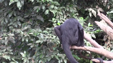 Brown-headed Spider Monkey Defecating Po... | Stock Video | Pond5