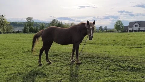 Horse Neigh Stock Footage ~ Royalty Free Stock Videos | Pond5