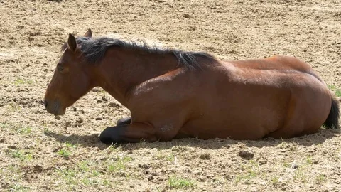 Brown horse (stallion) laying on the gro... | Stock Video | Pond5
