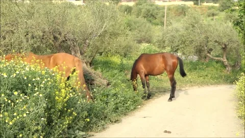 Walking Horse Lane Stock Videos – Royalty-Free HD & 4K Videos