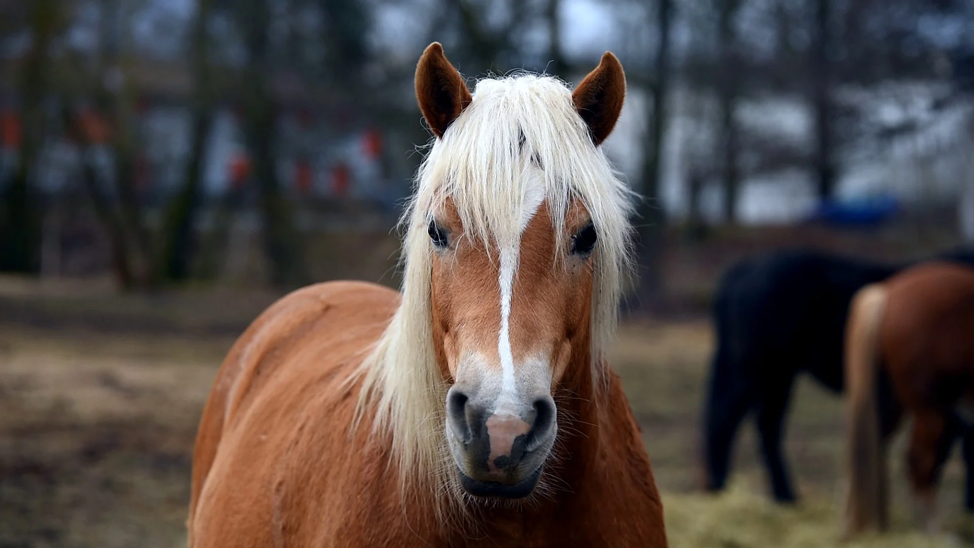 Tan Horse With White Mane