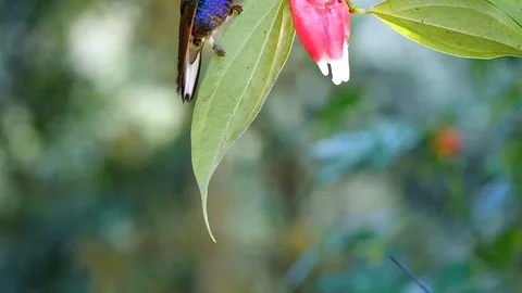 Brown Inca (Coeligena wilsoni) hummingb... | Stock Video | Pond5