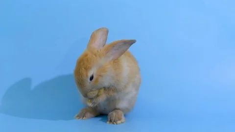 Little Foot Peti Stock Videos – Royalty-Free HD & 4K Videos