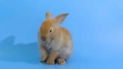 Little Foot Peti Stock Videos – Royalty-Free HD & 4K Videos