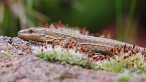 Brown lizard warming up in the desert su... | Stock Video | Pond5