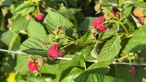 Brown marmorated stink bug on raspberry | Stock Video | Pond5