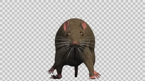 Mouse Walking Stock Video Footage | Royalty Free Mouse Walking Videos ...