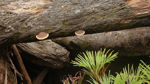 Brown Mushrooms Fungi Mycelium on a Log,... | Stock Video | Pond5