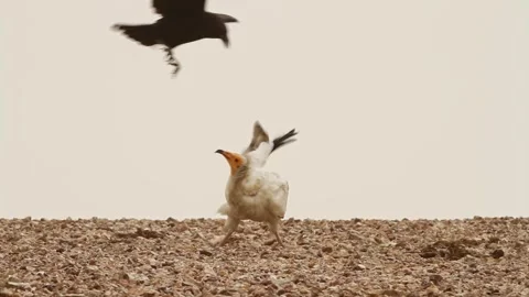 Disturbing Stock Video Footage | Royalty Free Disturbing Videos | Pond5