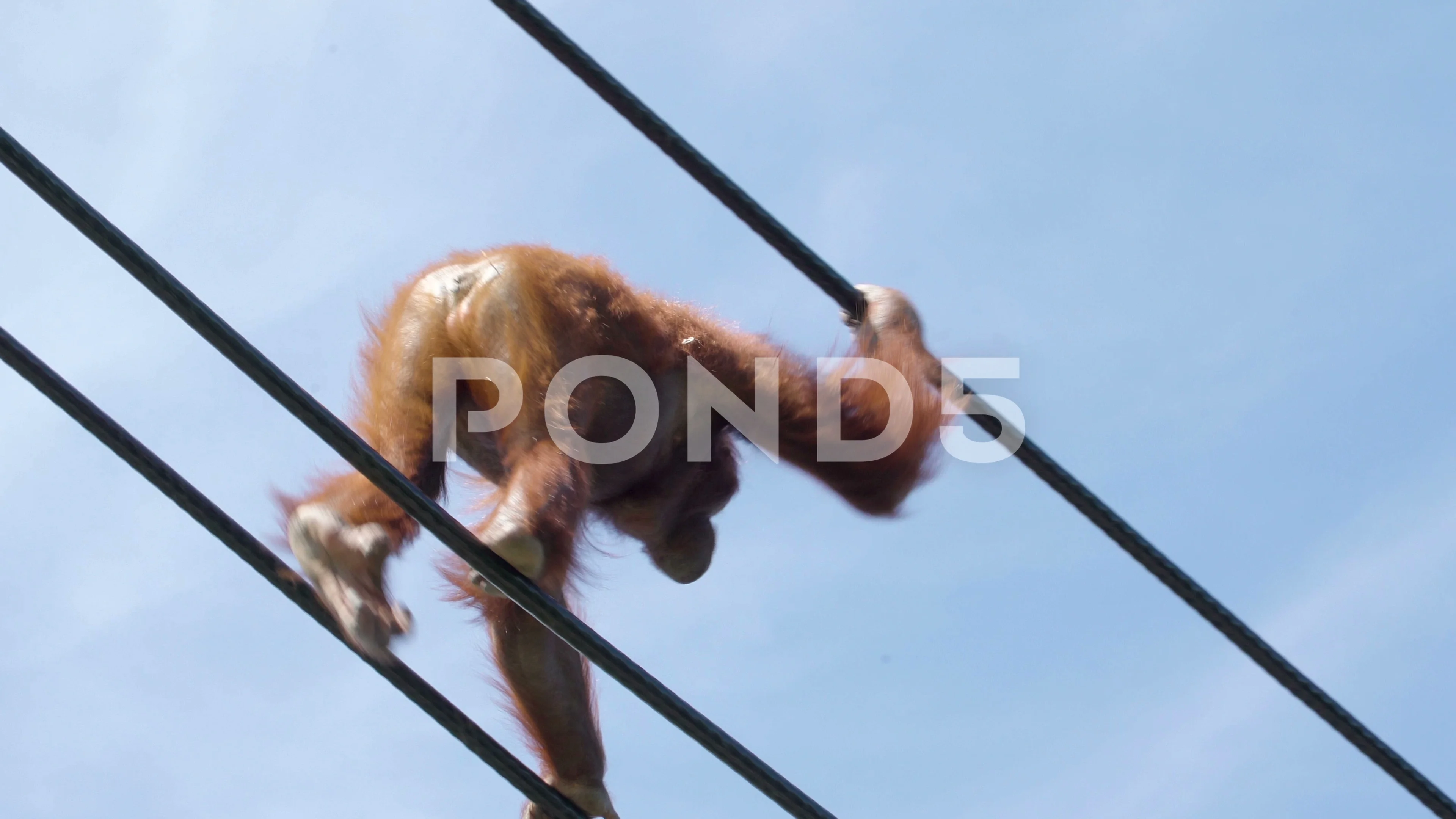 Orangutan Walking