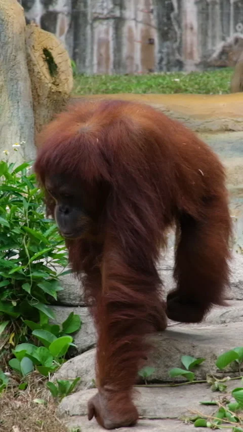 All Brown Stock Videos – Royalty-Free HD & 4K Videos